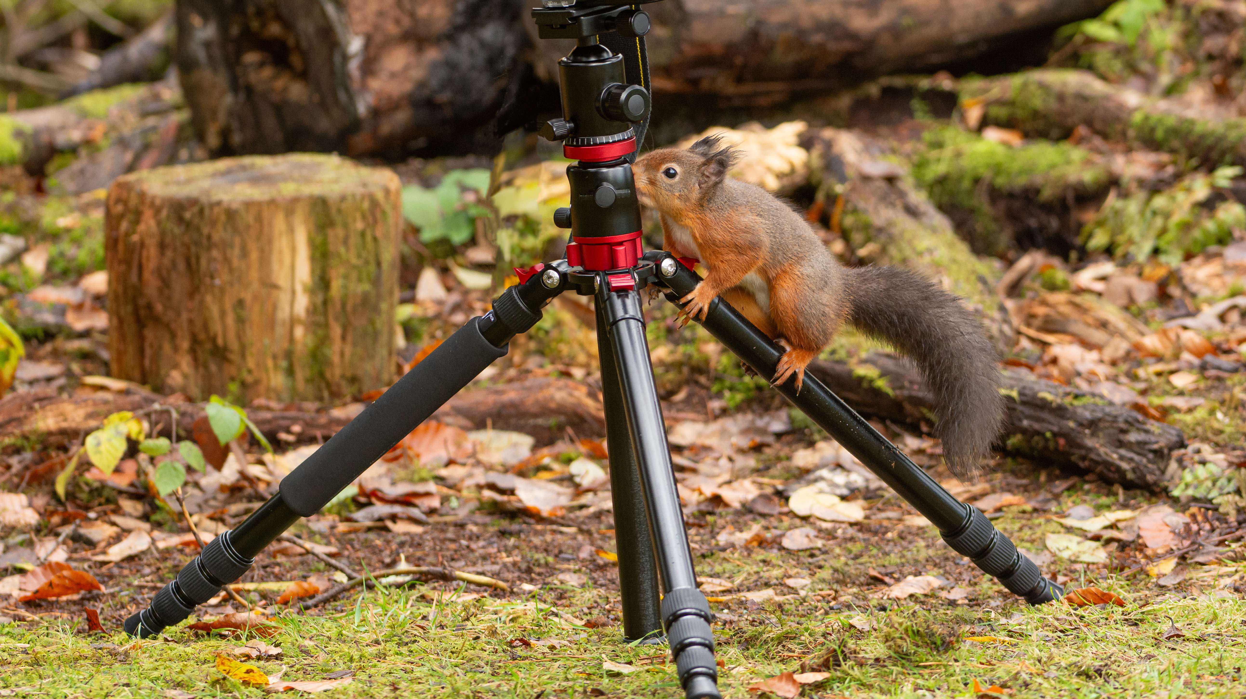 Optics Accessories | Wildlife Cam